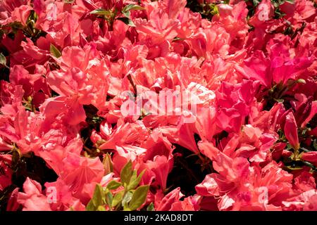 Augusta, Ga USA - 04 01 21: Yellow Dandelion in a field in the summer ...