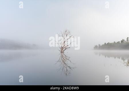 A lone tree in Wyaralong Dam, Queensland, Australia at sunrise Stock ...