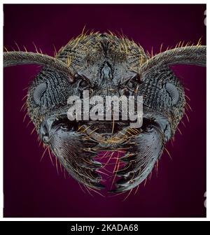 Head Detail of Tooth Ant Odontoponera SP, Arthropoda Phylum, Ponerinae ...