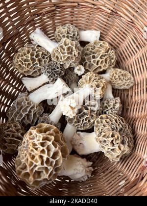 Basket with true morels Stock Photo - Alamy