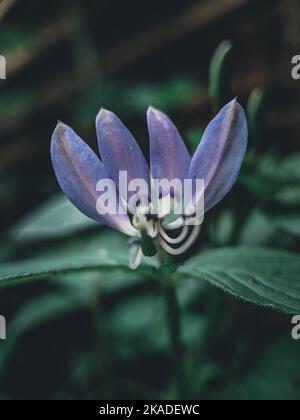 A vertical closeup of fringed spider flower, Cleome rutidosperma ...
