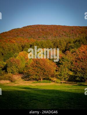 Autumnal landscape with Sleza Mountain, Poland. Beautiful willow tree ...