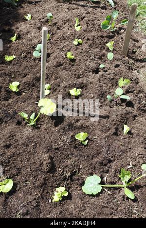 Freshly planted vegetable garden - John Gollop Stock Photo - Alamy