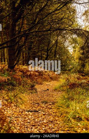Forest Path above Matlock, Derbyshire Stock Photo - Alamy