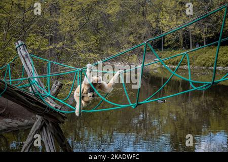 A white-cheeked mother gibbon carrying a child, climbing a suspension ...