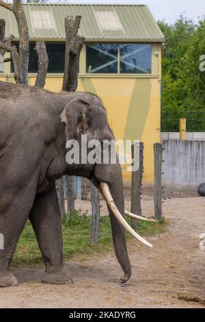 A vertical shot of a beautiful elephant in the zoo Stock Photo - Alamy