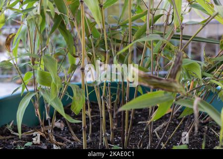 A potted phyllostachys bamboo with tiny shoots in autumn. Concept for ...