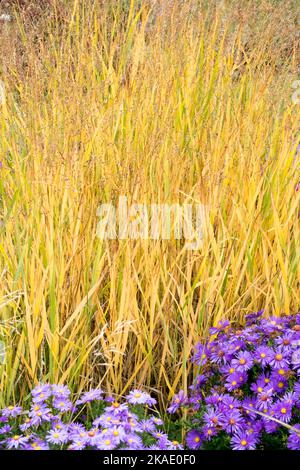 Panic grass, Panicum virgatum, Turn Red, Switch Grass, Panicums, Autumn ...