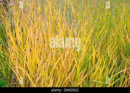 Panic grass, Panicum virgatum, Turn Red, Switch Grass, Panicums, Autumn ...