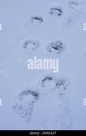 Animal prints trail on the freshly fallen snow on Frozen lake in Sumy ...
