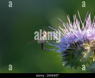 Hover fly on green crop Phacelia bloom Stock Photo - Alamy