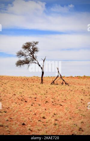 A vertical shot of a dry broken tree branch Stock Photo - Alamy