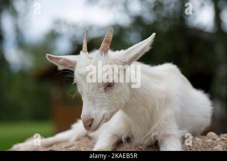 Little white goat lying on a pile of sand Stock Photo - Alamy