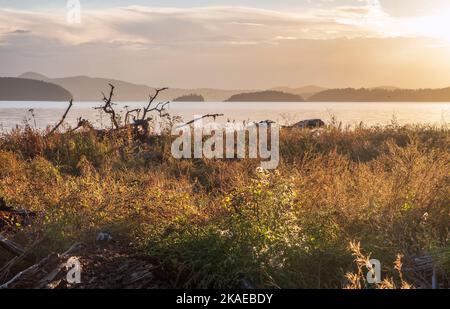 Saltwater marsh on Padilla Bay, Samish Island, Washington State, USA ...