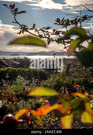 Saltwater marsh on Padilla Bay, Samish Island, Washington State, USA ...
