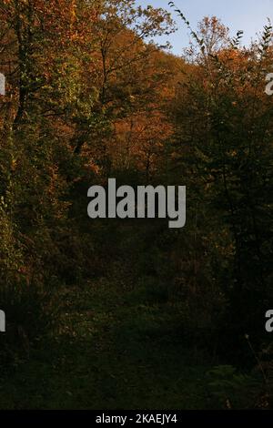 Golevic Forests, located in Zonguldak, Turkey, give beautiful colors in ...