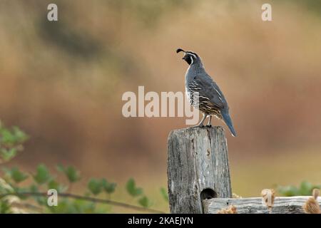 Closeup shot of a cute California quail Stock Photo - Alamy