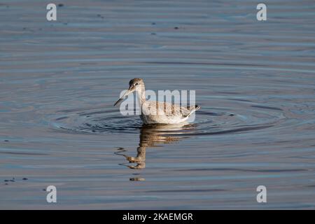 A greater yellowleg bird in a pond Stock Photo - Alamy