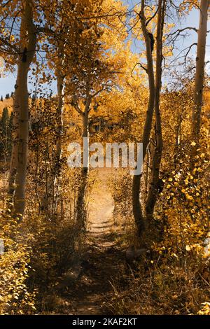 A vertical shot of tall trees growing in the forest under the sunlight ...