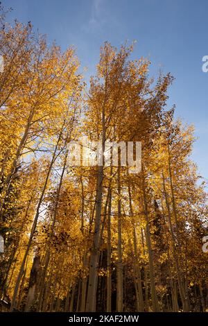 A vertical shot of tall trees growing in the forest under the sunlight ...