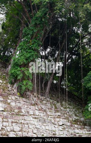 A vertical shot of trees on the ruined buildings of Cupan in Cupan ...
