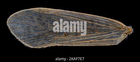 Caddis fly wings, Melampophylax mucoreus, male Stock Photo - Alamy