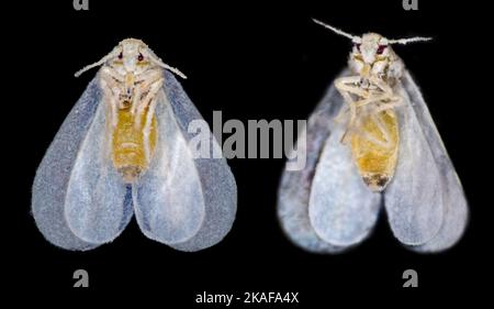 White fly, Trialeurodes vaporariorum,ventral view covered in fungal ...