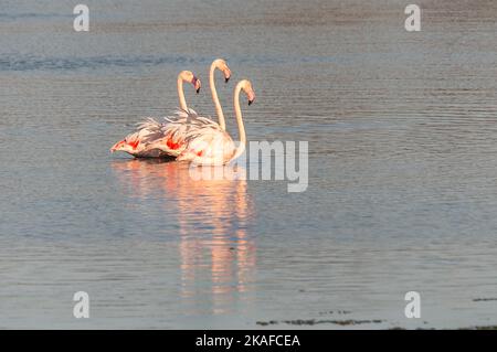flamingos hunt for food at the water's edge and in the pond Stock Photo ...