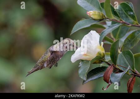 A closeup shot of a hummingbird near a flower Stock Photo - Alamy
