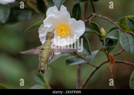 A closeup shot of a hummingbird near a flower Stock Photo - Alamy