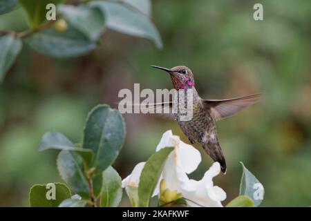 A closeup shot of a hummingbird near a flower Stock Photo - Alamy