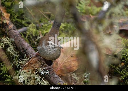 A closeup of a cute Eurasian Wren standing on a wood outdoors Stock ...