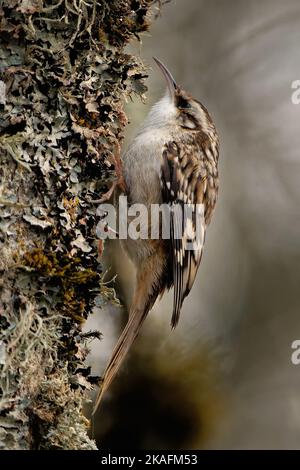A vertical closeup of a common treecreeper perching on the mossy tree ...