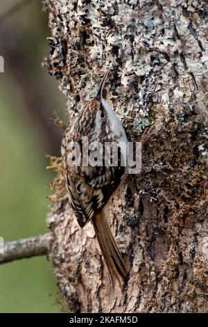A vertical closeup of a common treecreeper perching on the mossy tree ...