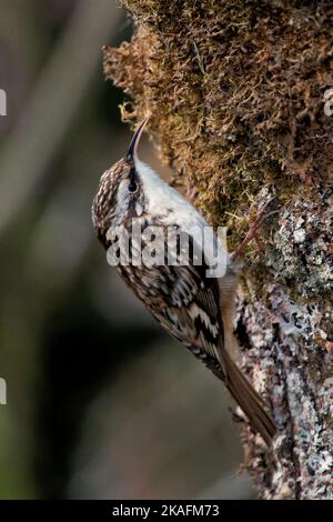 A closeup of a common treecreeper perching on the mossy tree trunk ...
