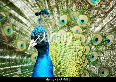 Portrait of wild male peacock with fanned colorful train. Green Asiatic ...