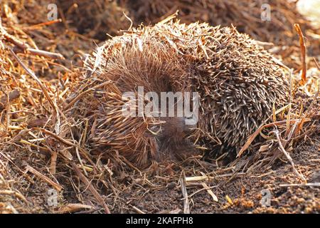 Hedgehog in winter hibernation. The hedgehog sleeps in his "house" of ...