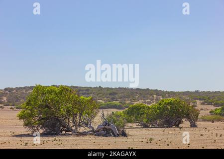 Leaning Tress of Greenough in Western Australia, Australia Stock Photo ...