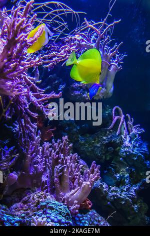 Saltwater coral reef aquarium tank Stock Photo - Alamy