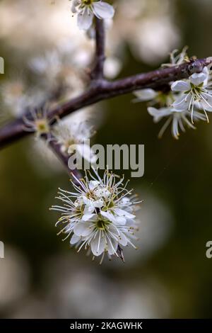 Prunus spinosa flower growing in meadow, close up Stock Photo - Alamy