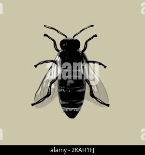 graphic engraving. Graphic bee. Realistic ink bee. honey bee Stock ...