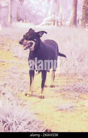 infrared image of the stray dog at the farm Stock Photo - Alamy
