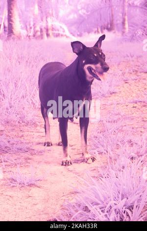 infrared image of the stray dog at the farm Stock Photo - Alamy