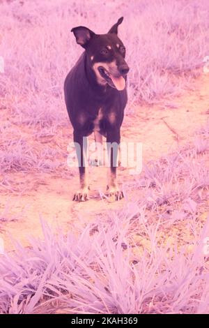 infrared image of the stray dog at the farm Stock Photo - Alamy