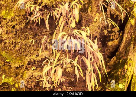 infrared image of the vittaria ensiformis fern and moss foliage ...