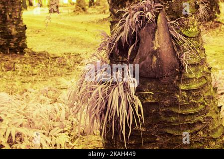 infrared image of the vittaria ensiformis fern and moss foliage ...