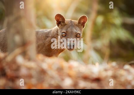 Madagascar Fossa. Apex predator, lemur hunter. Portrait, frontal view ...