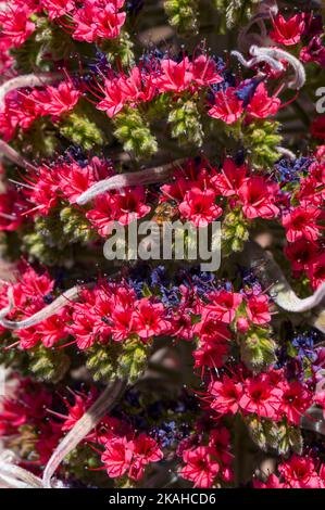 Red bugloss close-up with a pollinating bee Stock Photo - Alamy