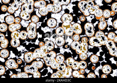 Shape of bacterial cell: cocci, bacilli, spirilla bacteria background ...