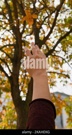 Part of a tree with leaves in a garden in view Stock Photo - Alamy